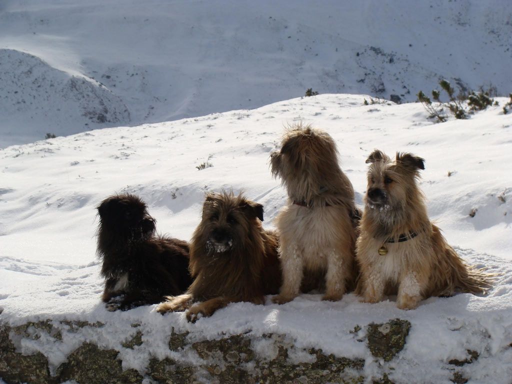 Accueil - Elevage De La Licorne Du Bergons - eleveur de chiens Berger ...